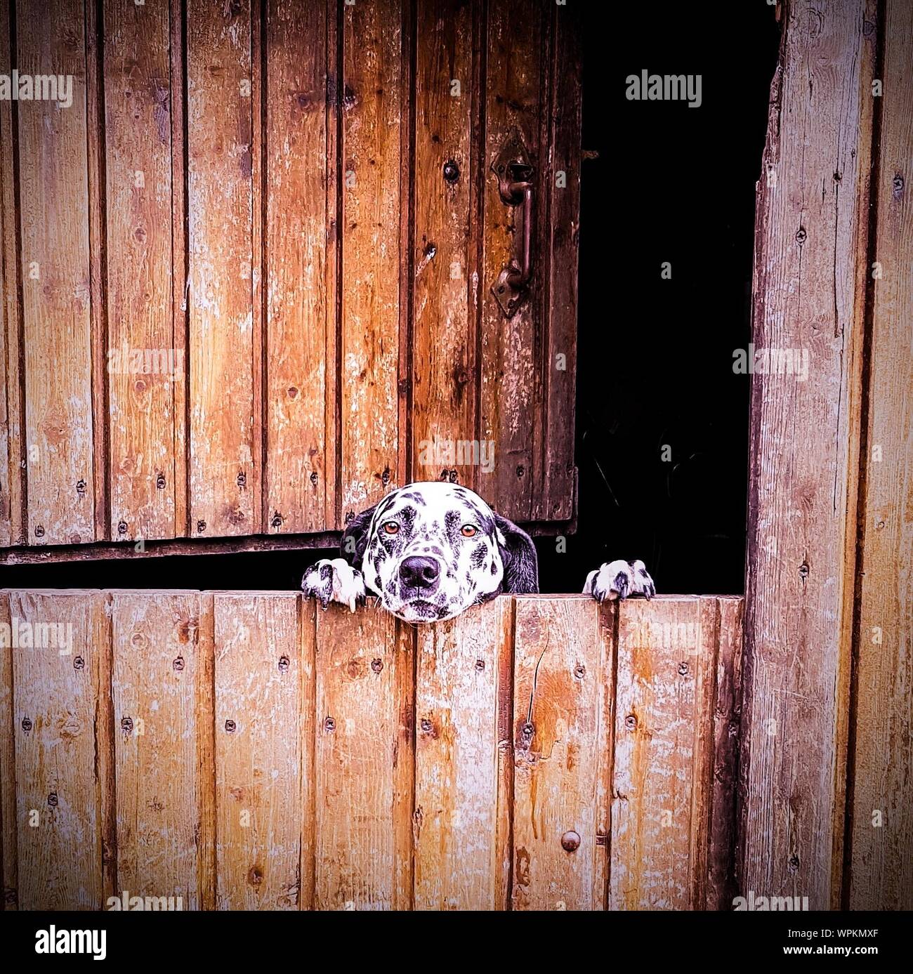 Dog close door hi-res stock photography and images - Alamy
