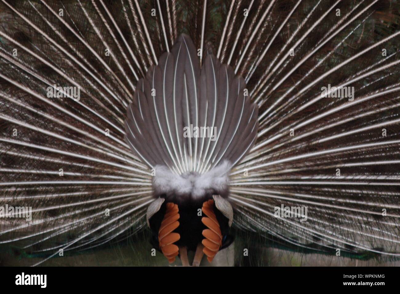 Rear view peacock hi-res stock photography and images - Alamy