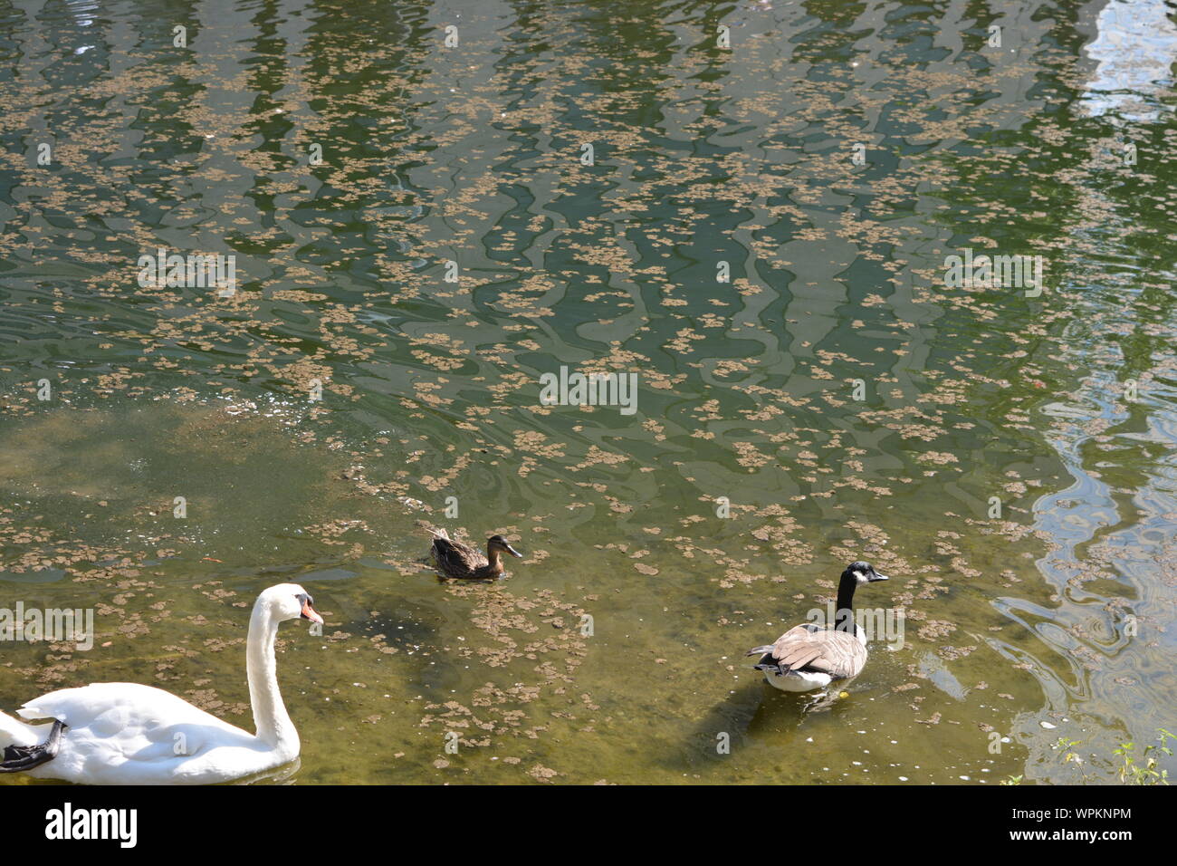 Waterfowls on a lake in the Beautiful city of Duesseldorf in Germany ...