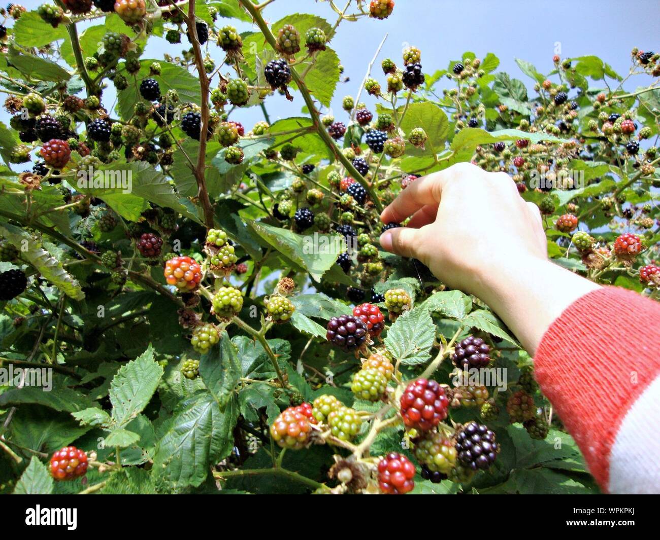 Plucking fruit hi-res stock photography and images - Alamy