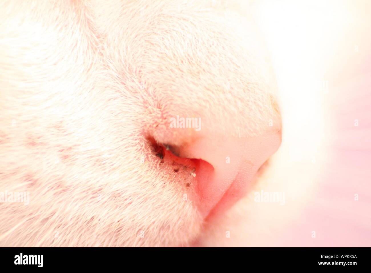 Close Up Of Pink Cat Nose High Resolution Stock Photography and Images ...