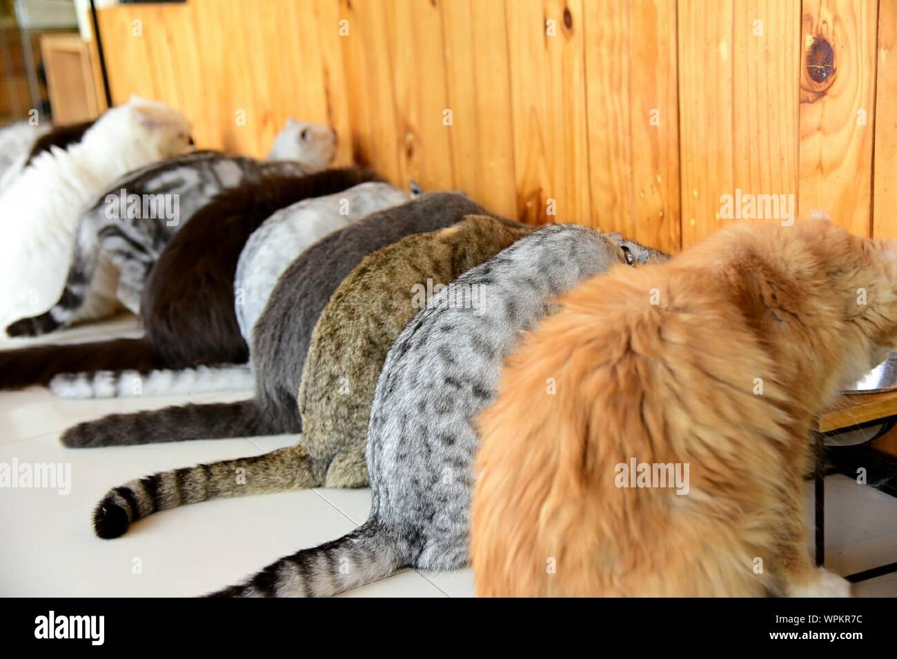 Pets in a row hi-res stock photography and images - Alamy
