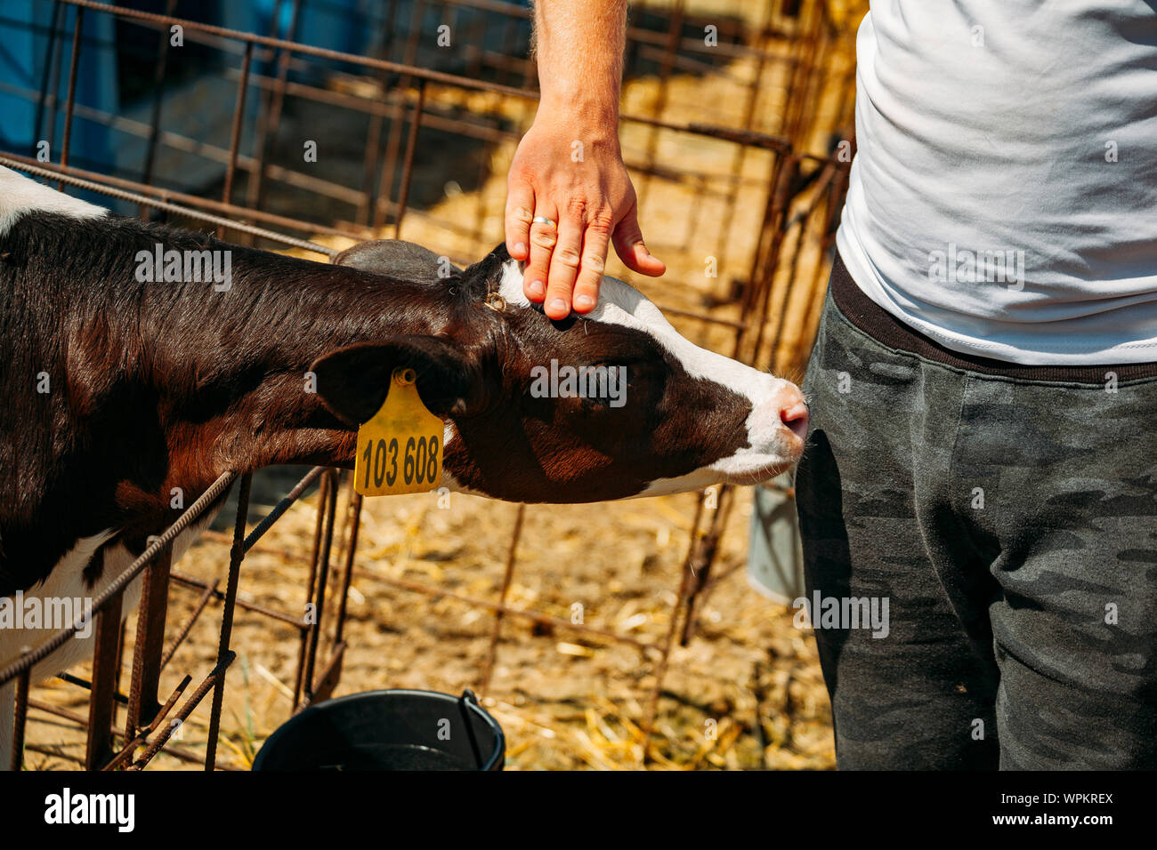 Human hand touches and strokes young calf head Stock Photo - Alamy