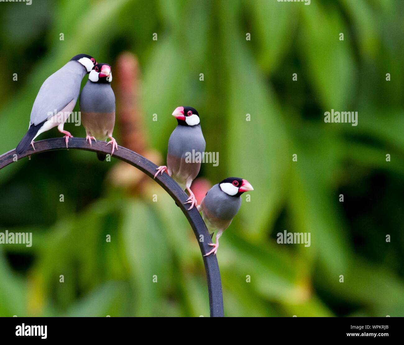 Java sparrow hi-res stock photography and images - Alamy