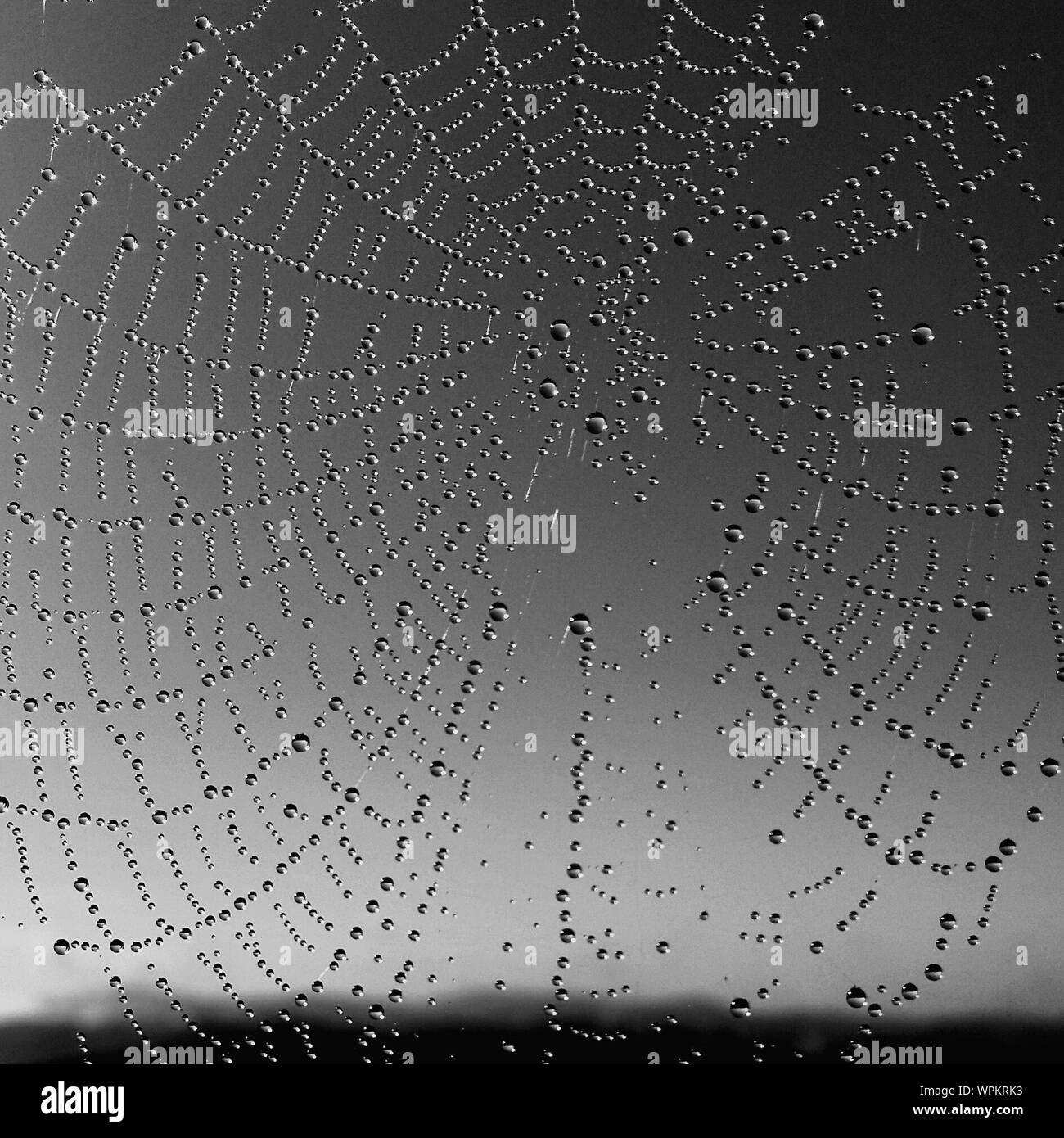 Detail Of Wet Spider Web Stock Photo - Alamy