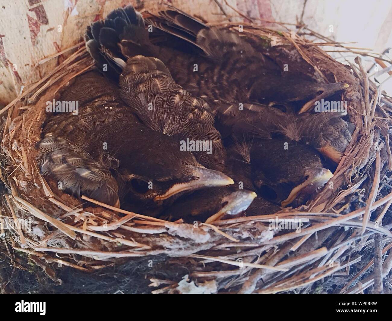 Close up sleeping birds hi-res stock photography and images - Alamy