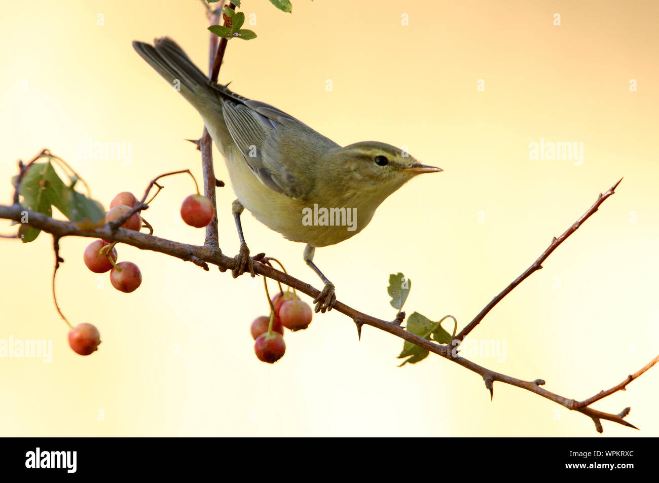 Phylloscopus trochilus hi-res stock photography and images - Alamy
