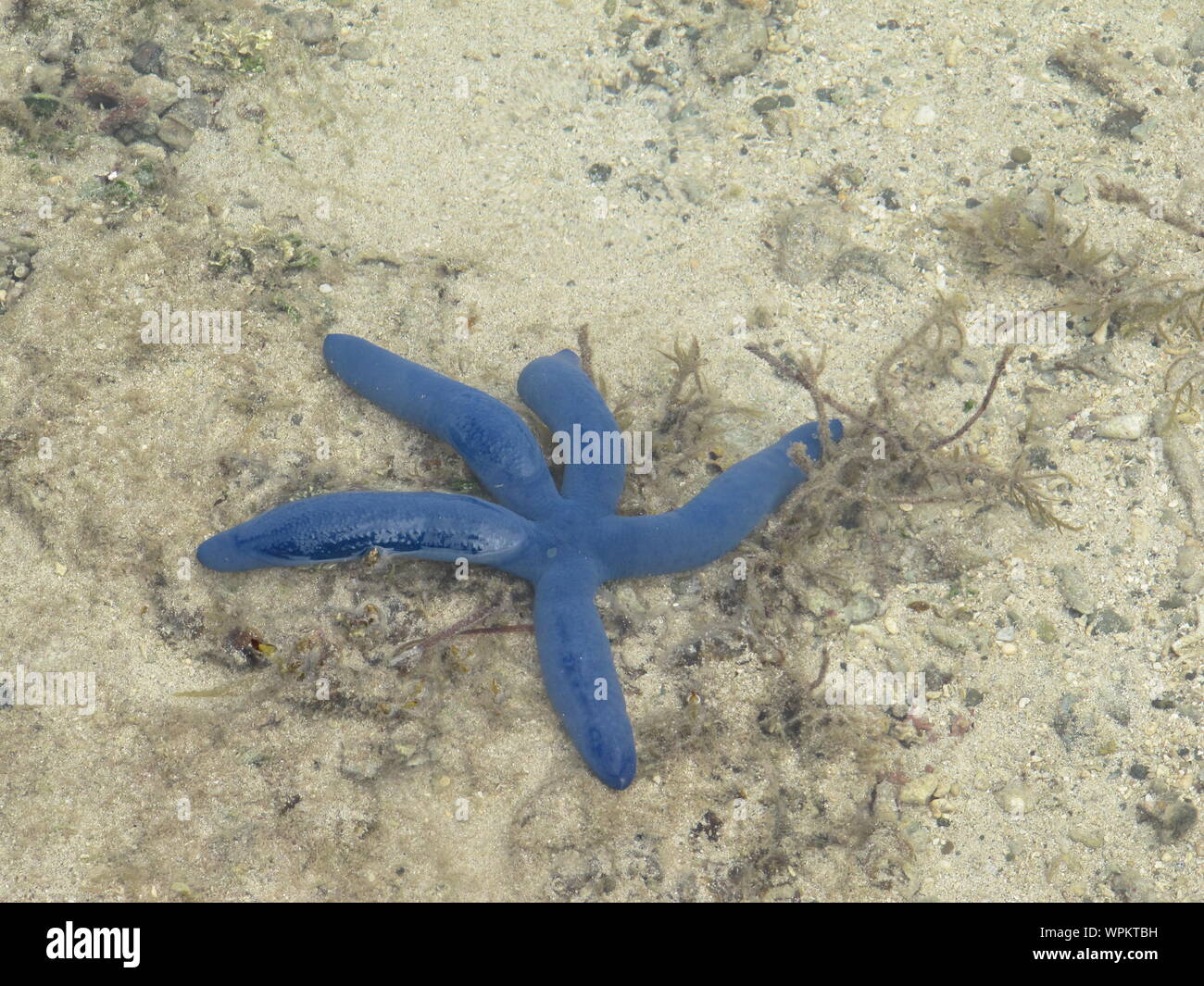 Linchia laevigata hi-res stock photography and images - Alamy