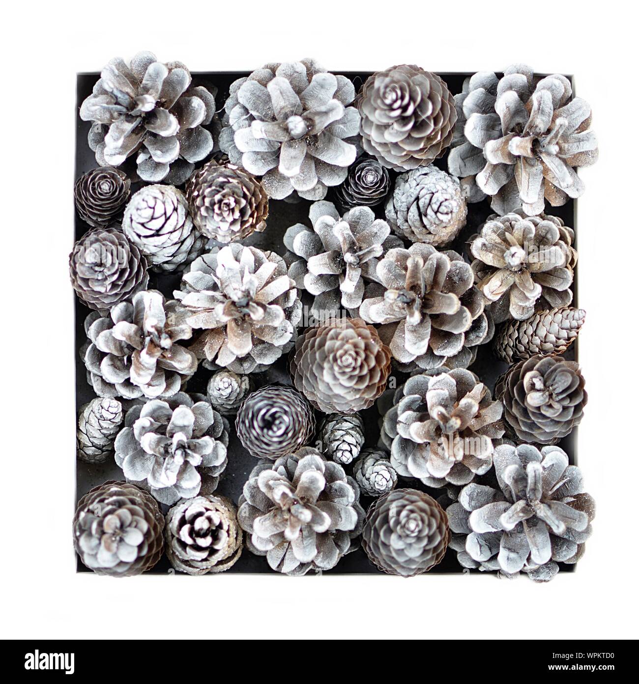 Christmas decoration coniferous tree Cut Out Stock Images & Pictures ...