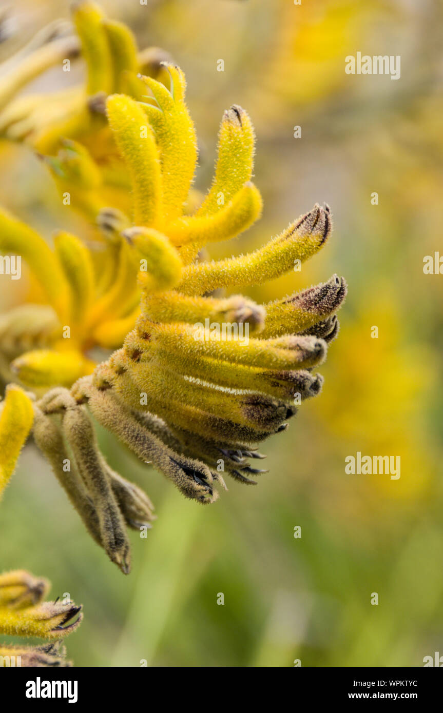 Australian Desert Flower High Resolution Stock Photography and Images ...