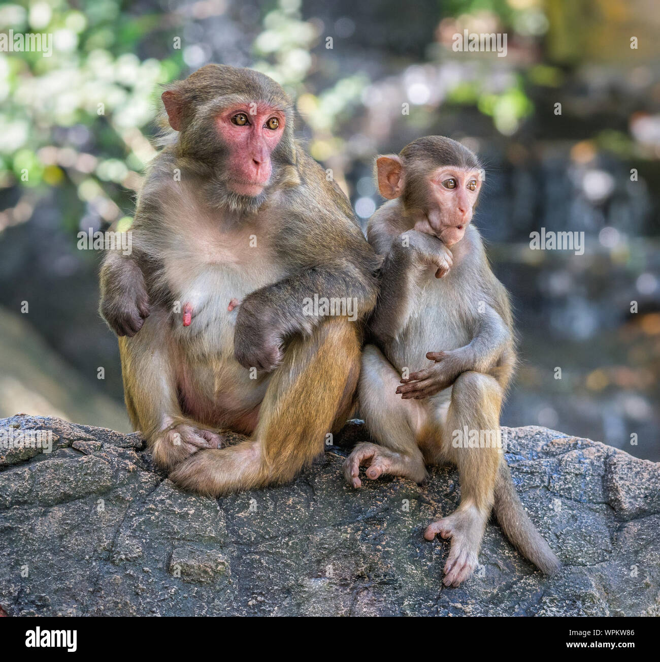 Family of monkeys on rock hi-res stock photography and images - Alamy