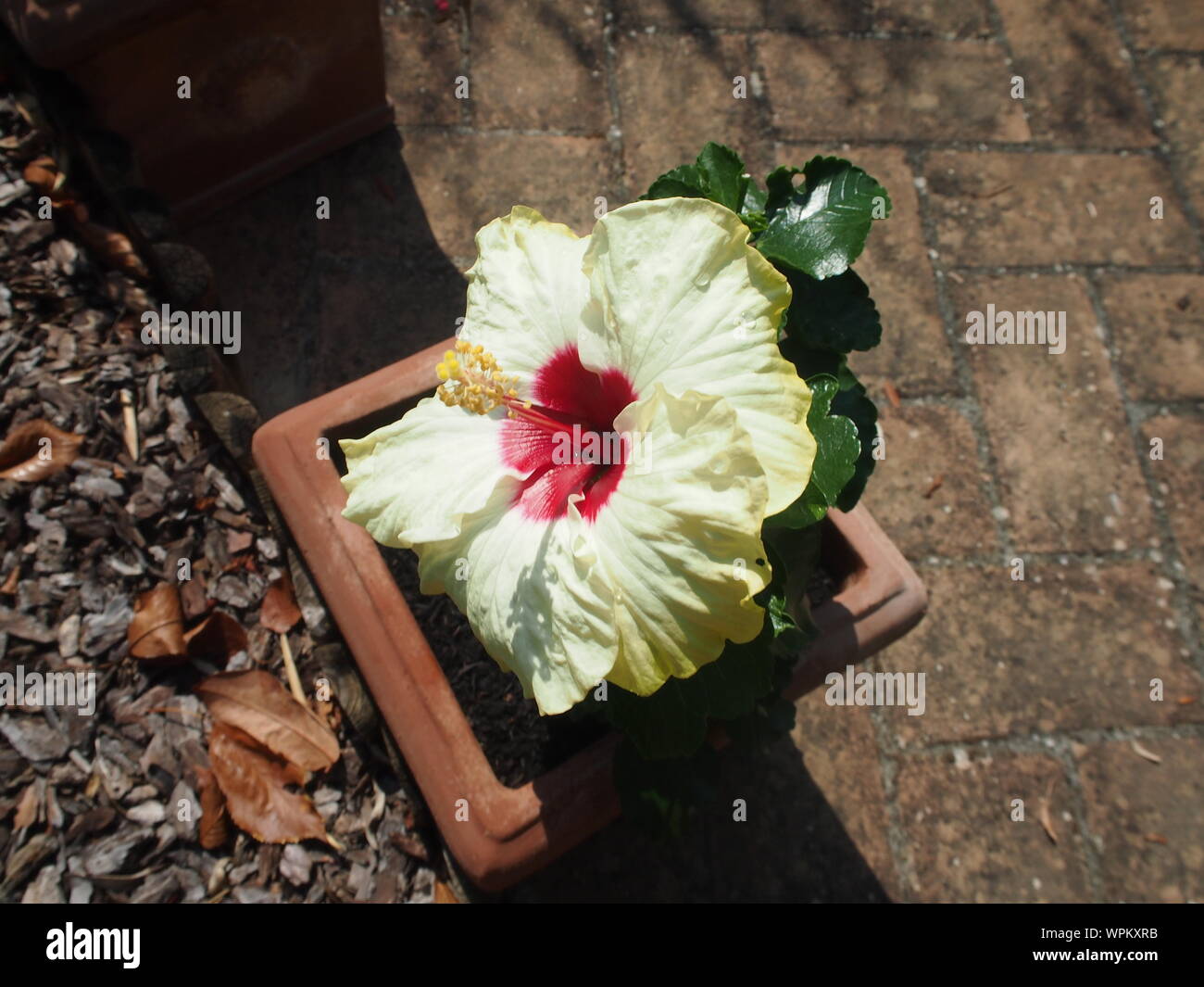 Cream hibiscus flower with red centre fully open in the sunshine Stock ...
