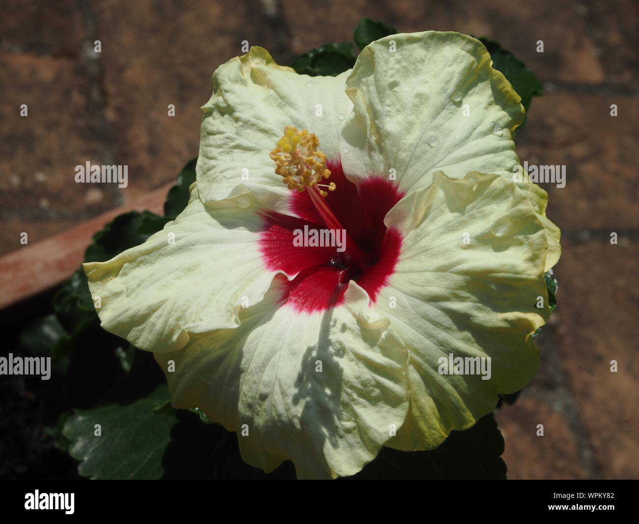 Cream hibiscus flower with red centre fully open in the sunshine Stock ...