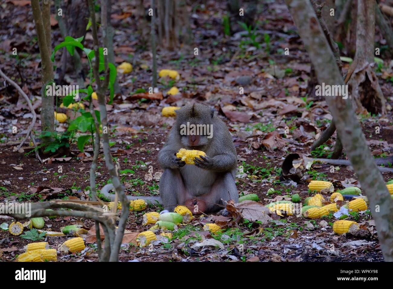 Monkey Eating Corn Stock Photo - Alamy