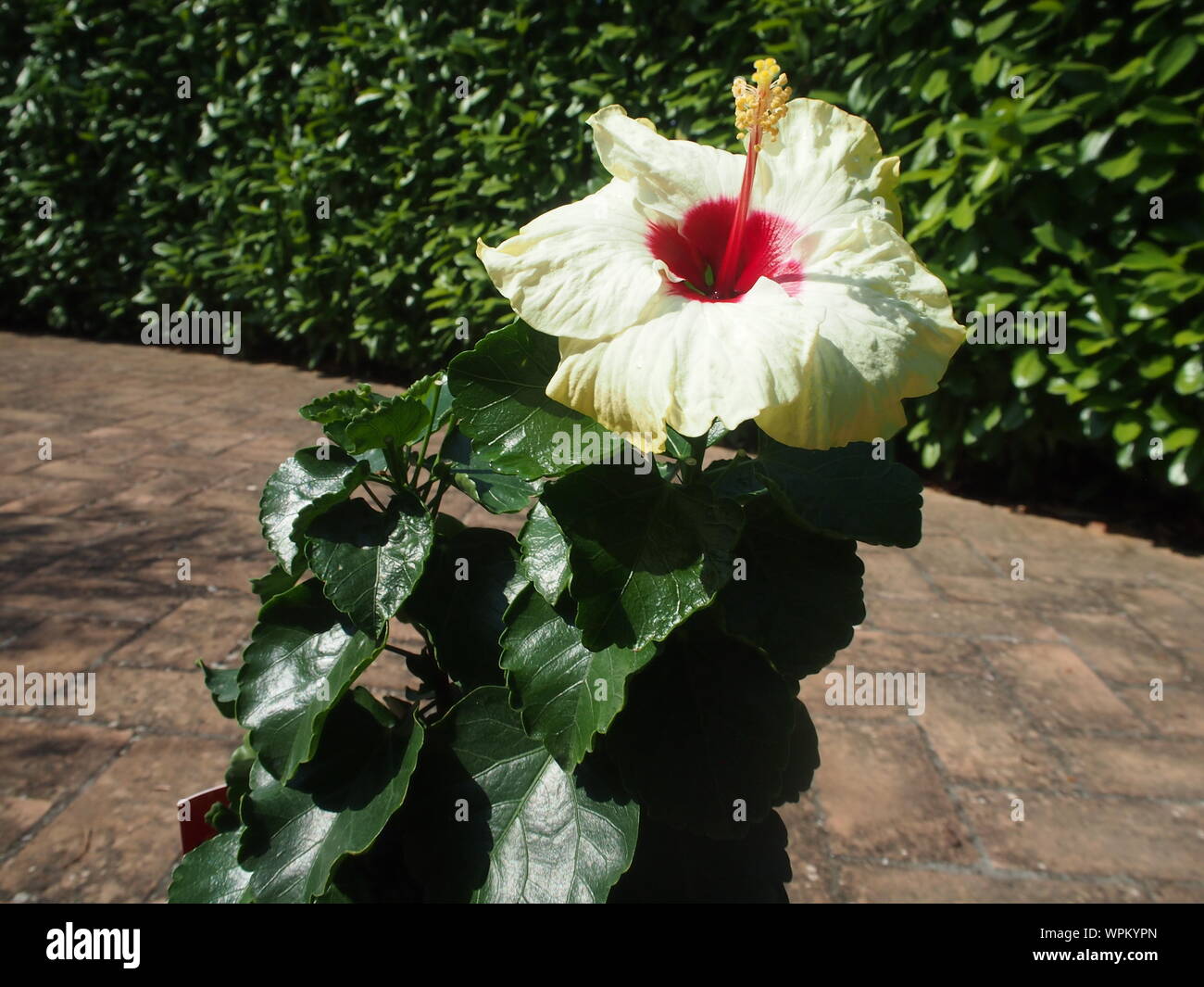 Cream hibiscus flower with red centre fully open in the sunshine Stock ...