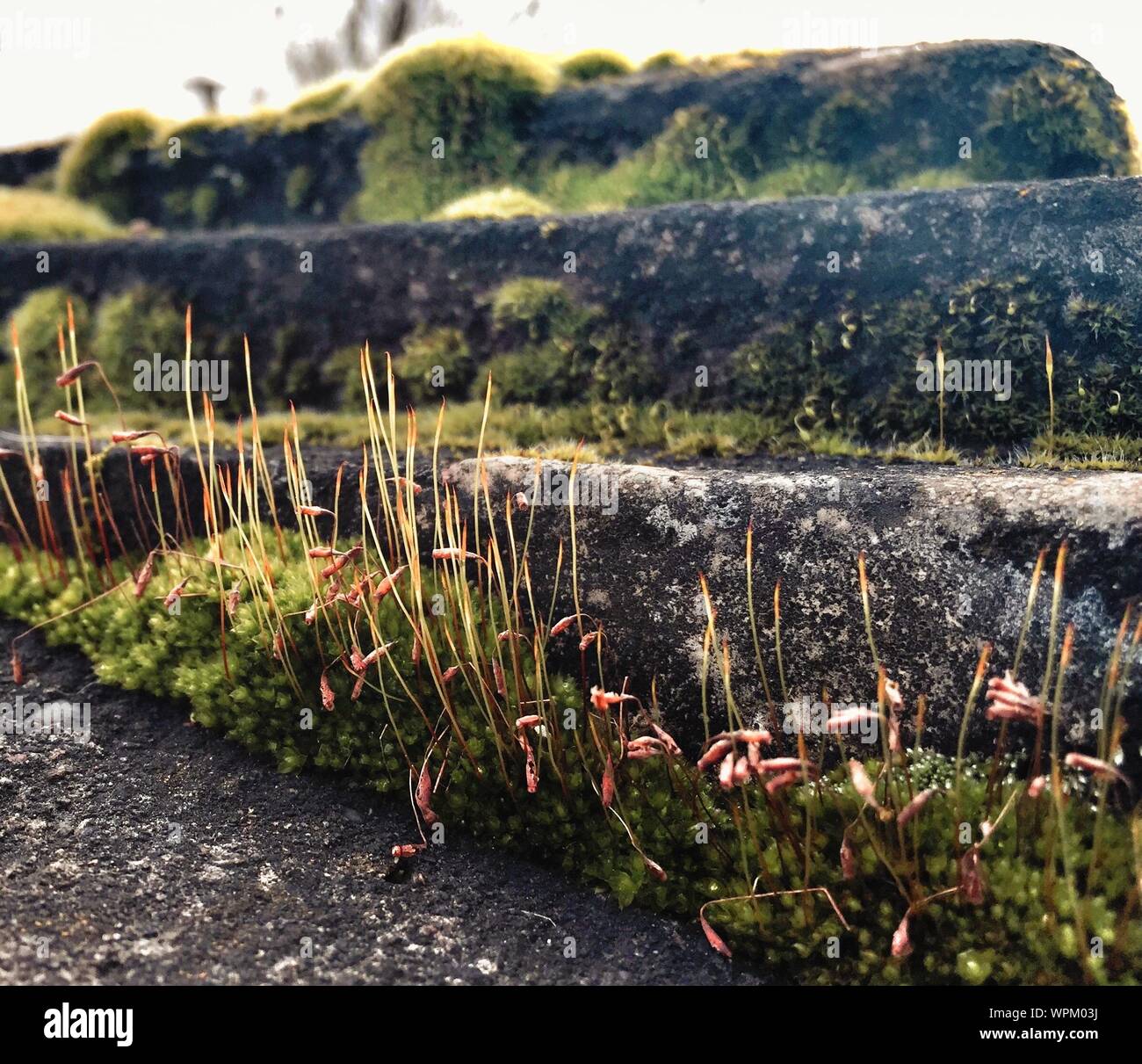 Mossed hi-res stock photography and images - Alamy