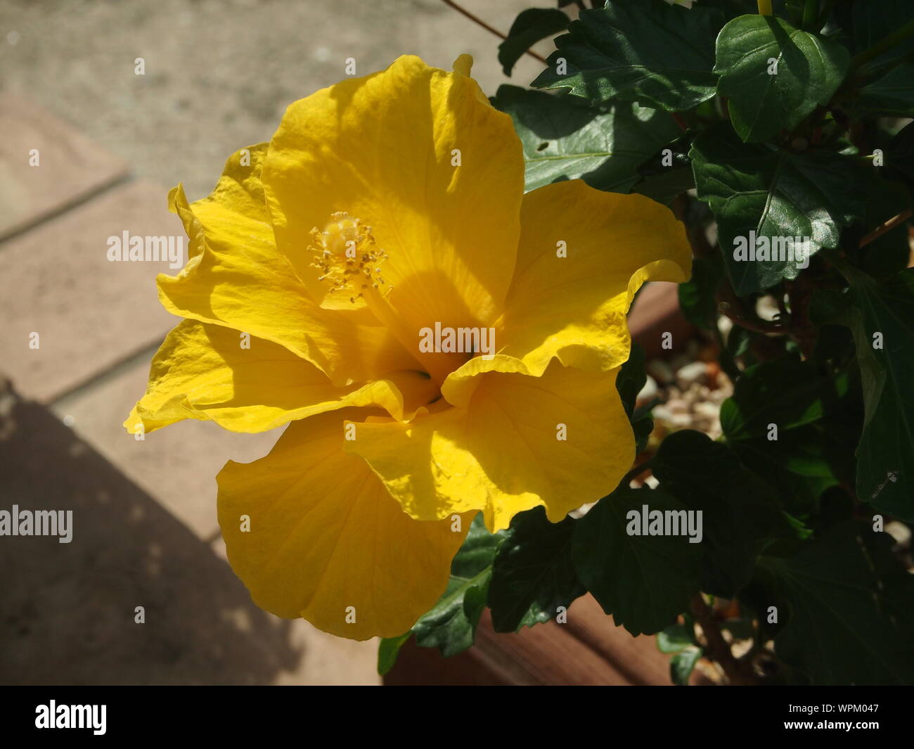 Yellow hibiscus flower fully open in the sunshine Stock Photo - Alamy
