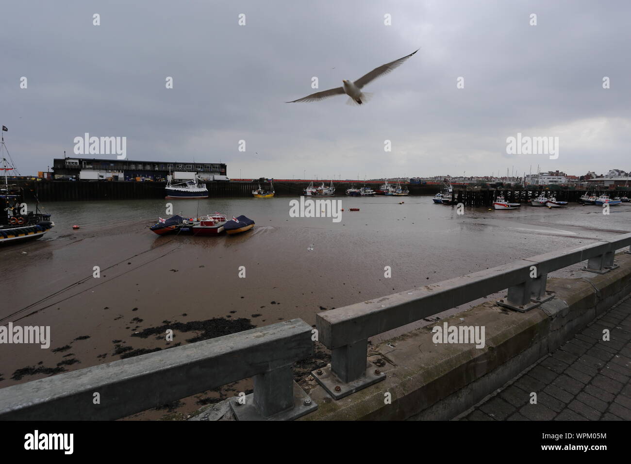 Bridlington harbour with a seagull flying overhead Stock Photo - Alamy