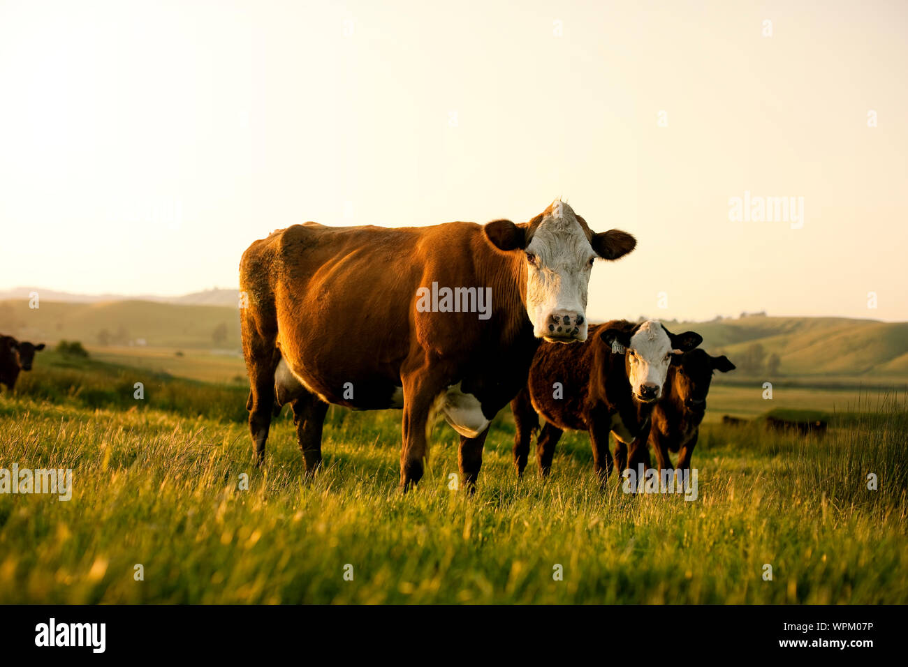 Group of cows stands hi-res stock photography and images - Alamy