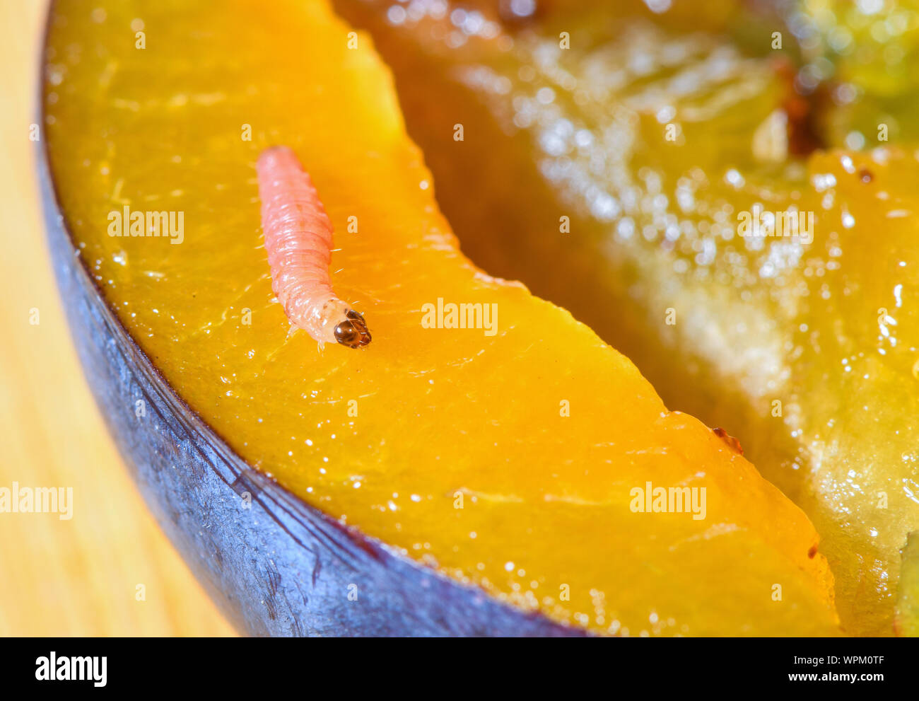 Plum fruit moth hi-res stock photography and images - Alamy