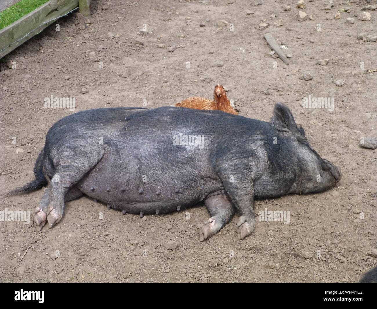 Chicken Sleeping High Resolution Stock Photography and Images - Alamy