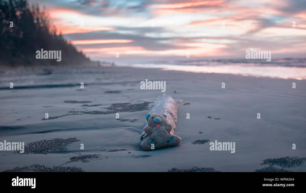 Teddy bear beach hi-res stock photography and images - Alamy