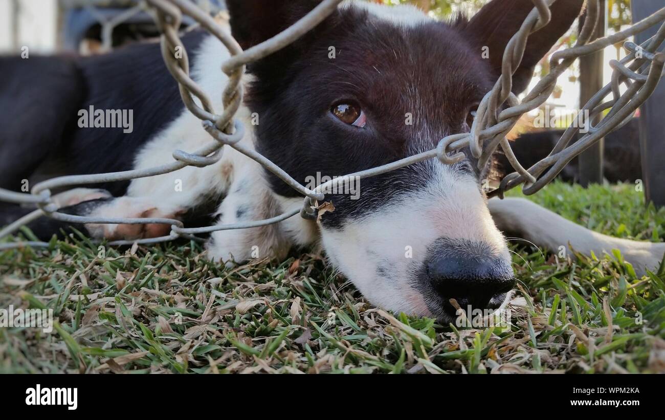Dog stuck in fence hi-res stock photography and images - Alamy