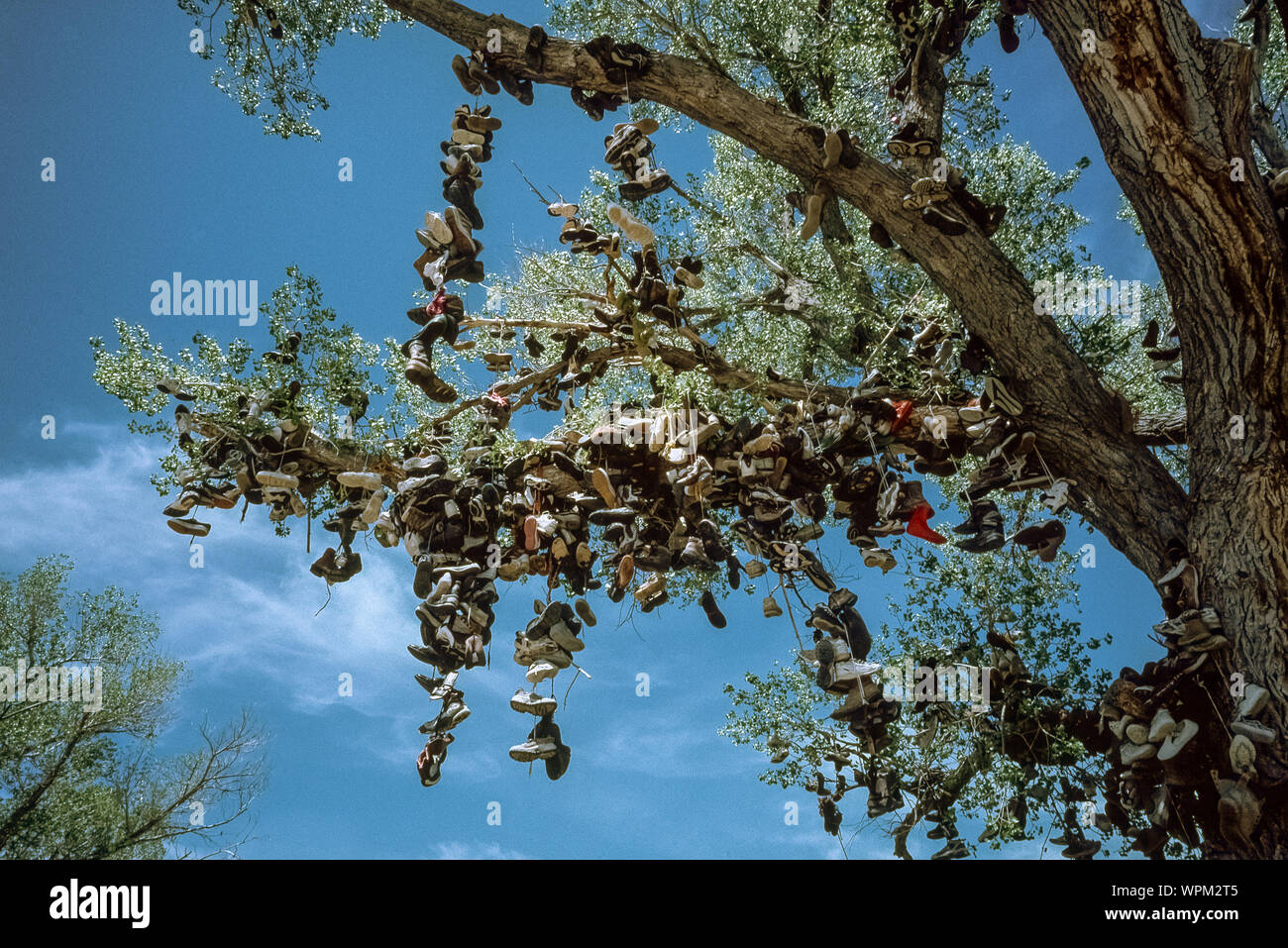 Desert Tree with Hanging Shoes Stock Photo - Alamy