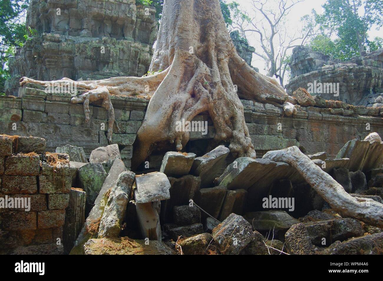 Tree growing on temple hi-res stock photography and images - Alamy