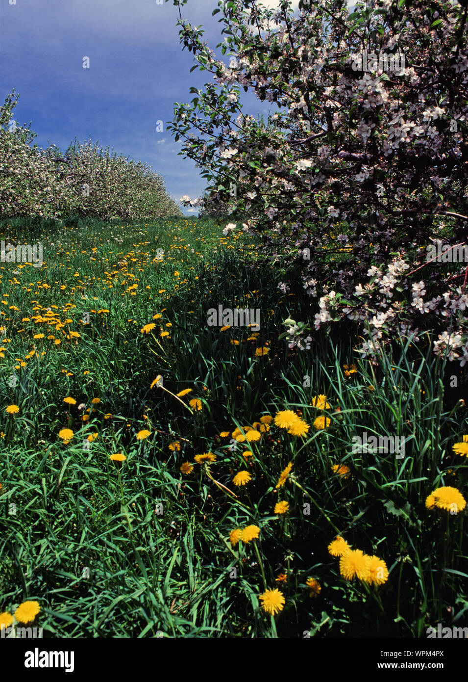New England spring apple blossoms Stock Photo - Alamy