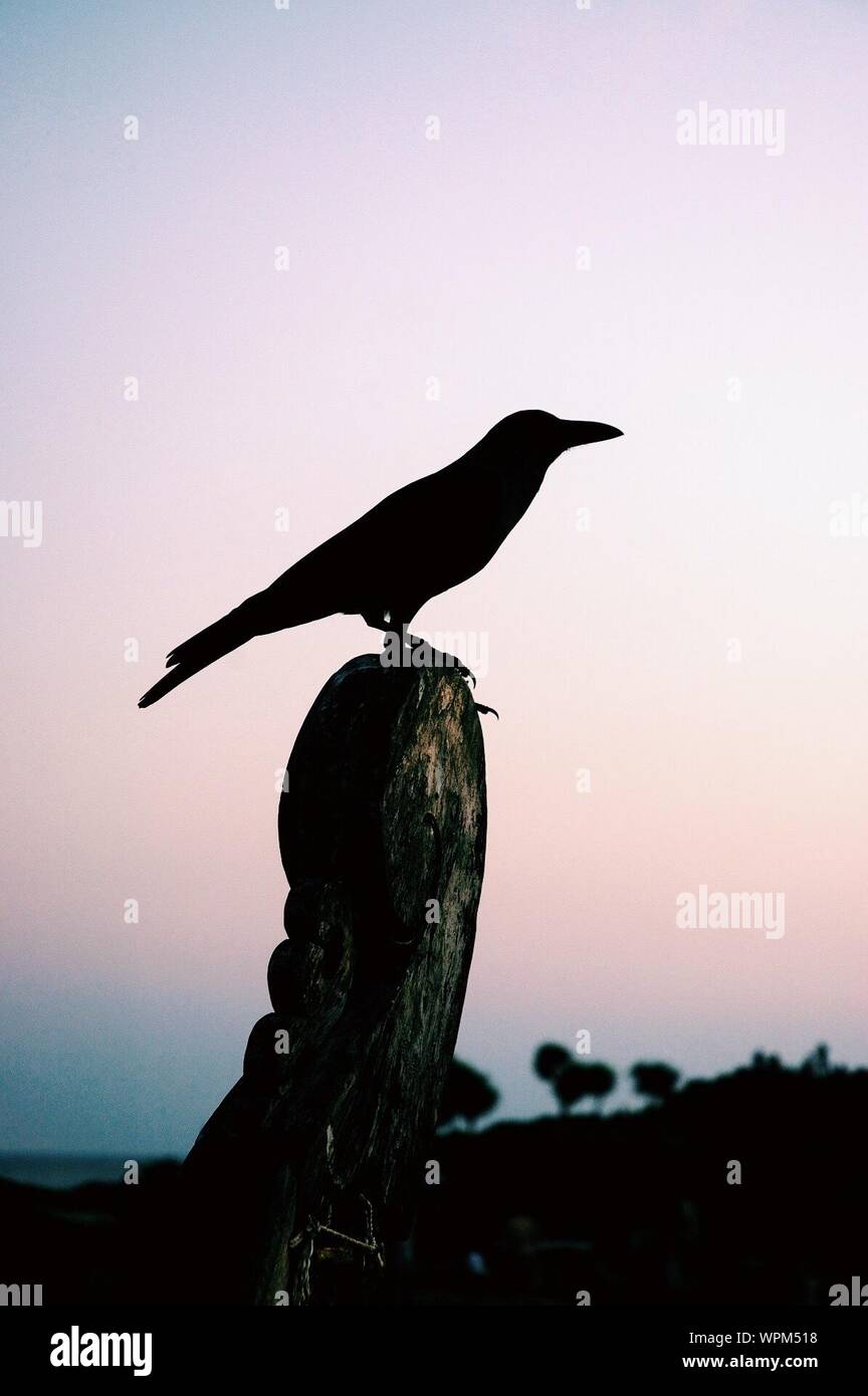 The crow rock hi-res stock photography and images - Alamy