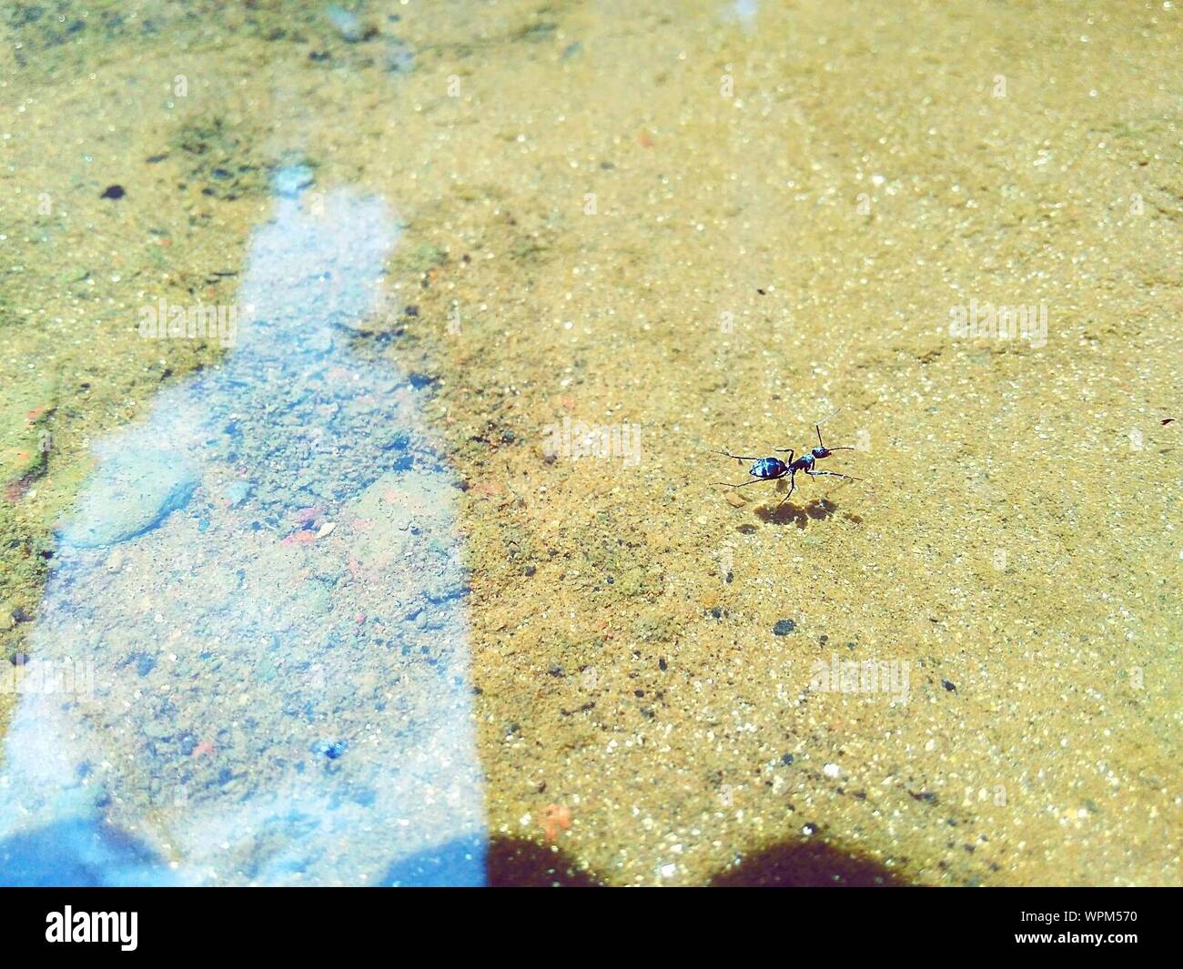 Ant in water hi-res stock photography and images - Alamy