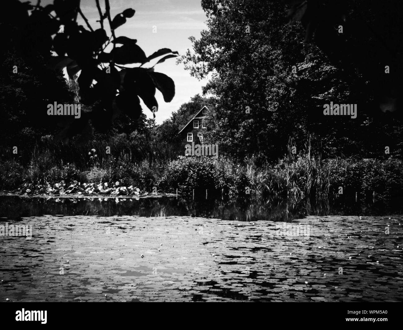 Trees growing in water hi-res stock photography and images - Alamy