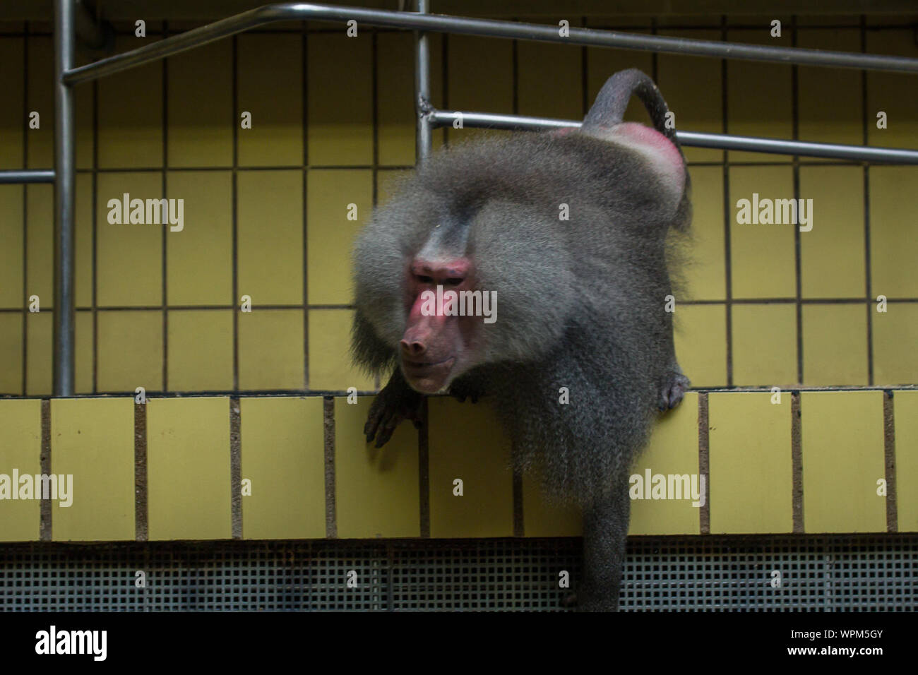 Monkey trapped in cage hi-res stock photography and images - Alamy