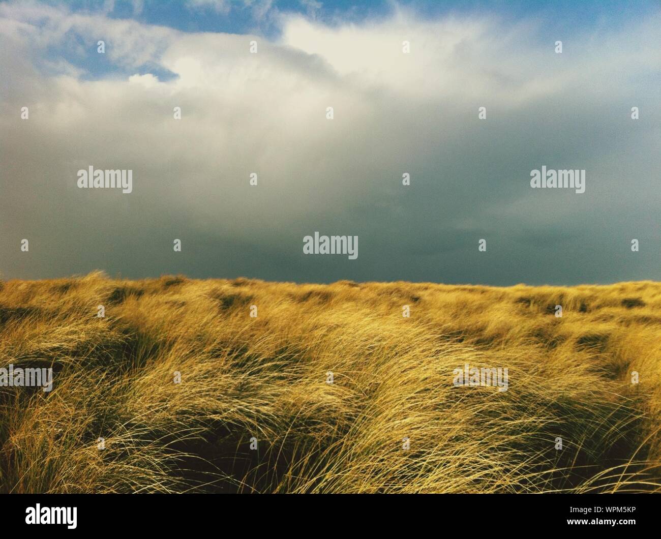 Growth windswept hi-res stock photography and images - Alamy