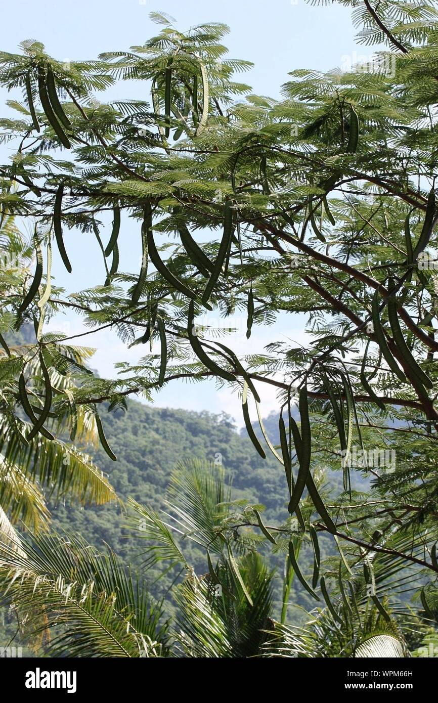 Wild green bean hi-res stock photography and images - Alamy