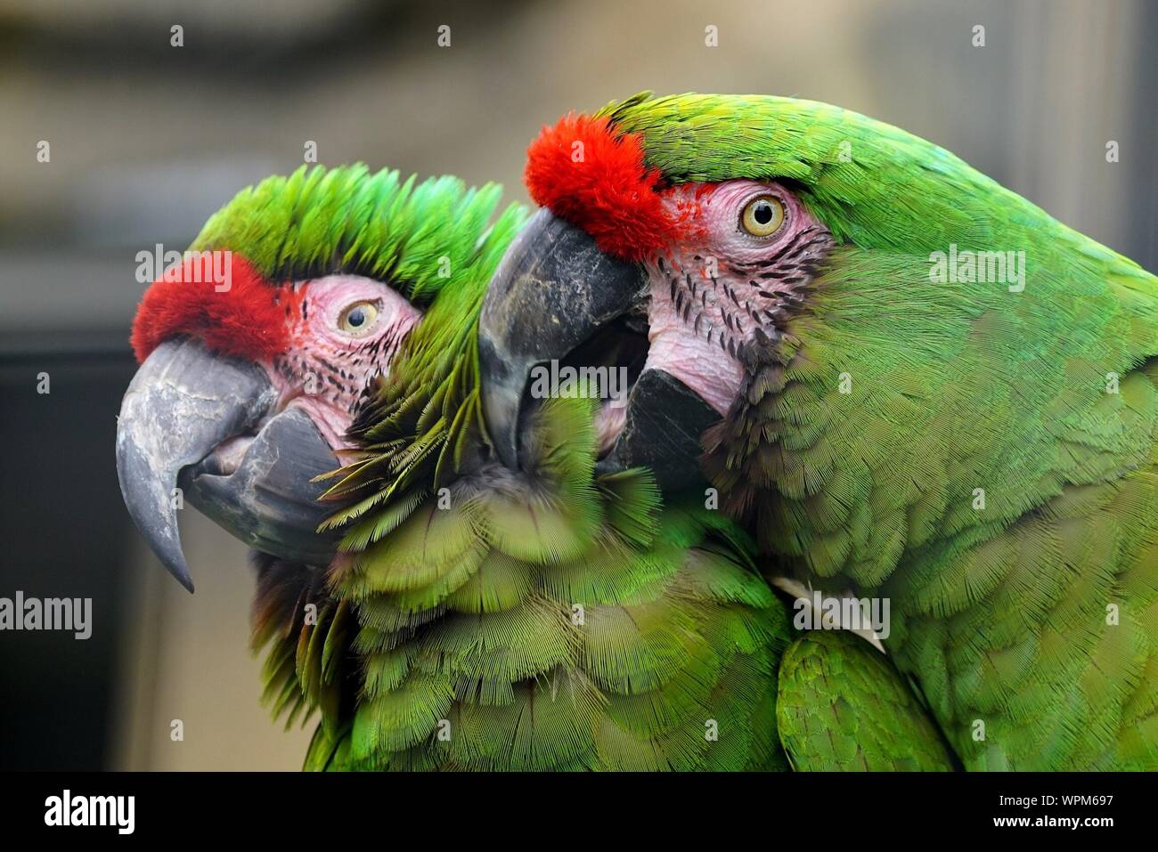 Green parrots hi-res stock photography and images - Alamy