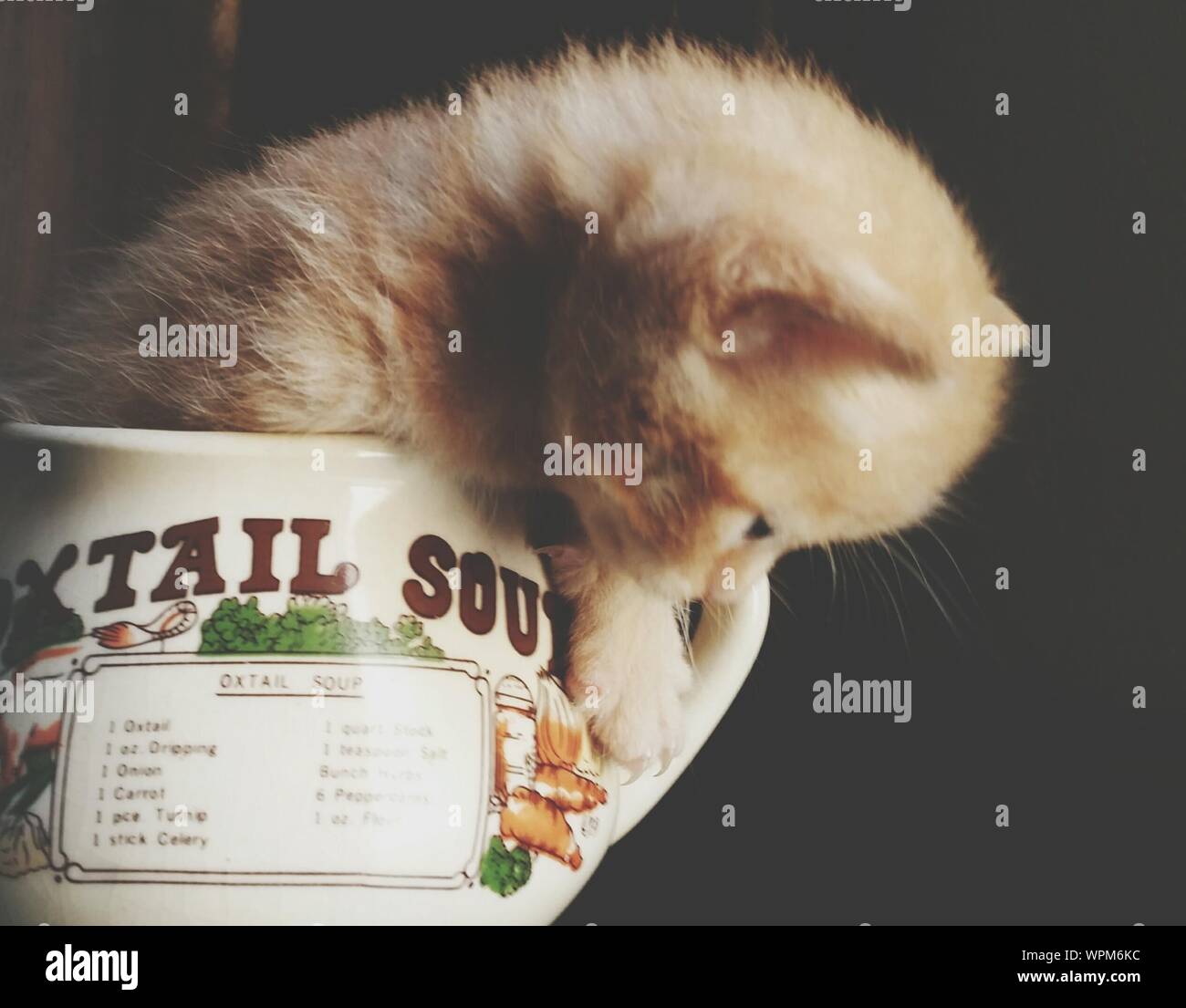 Cup cat hi-res stock photography and images - Alamy