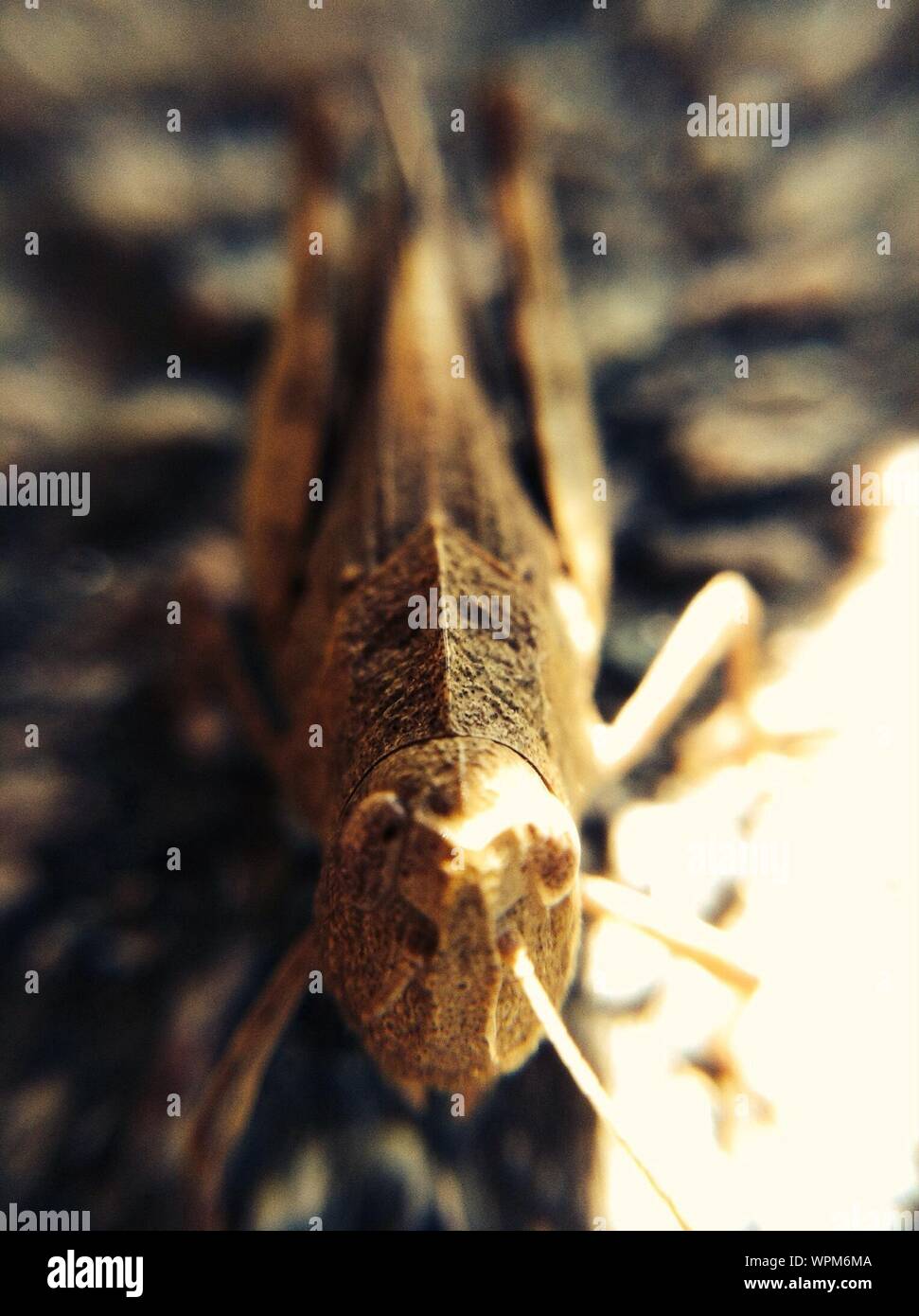 Up close grasshopper hi-res stock photography and images - Alamy
