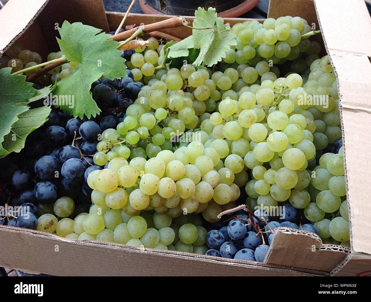 Grapes In The Box High Resolution Stock Photography and Images - Alamy