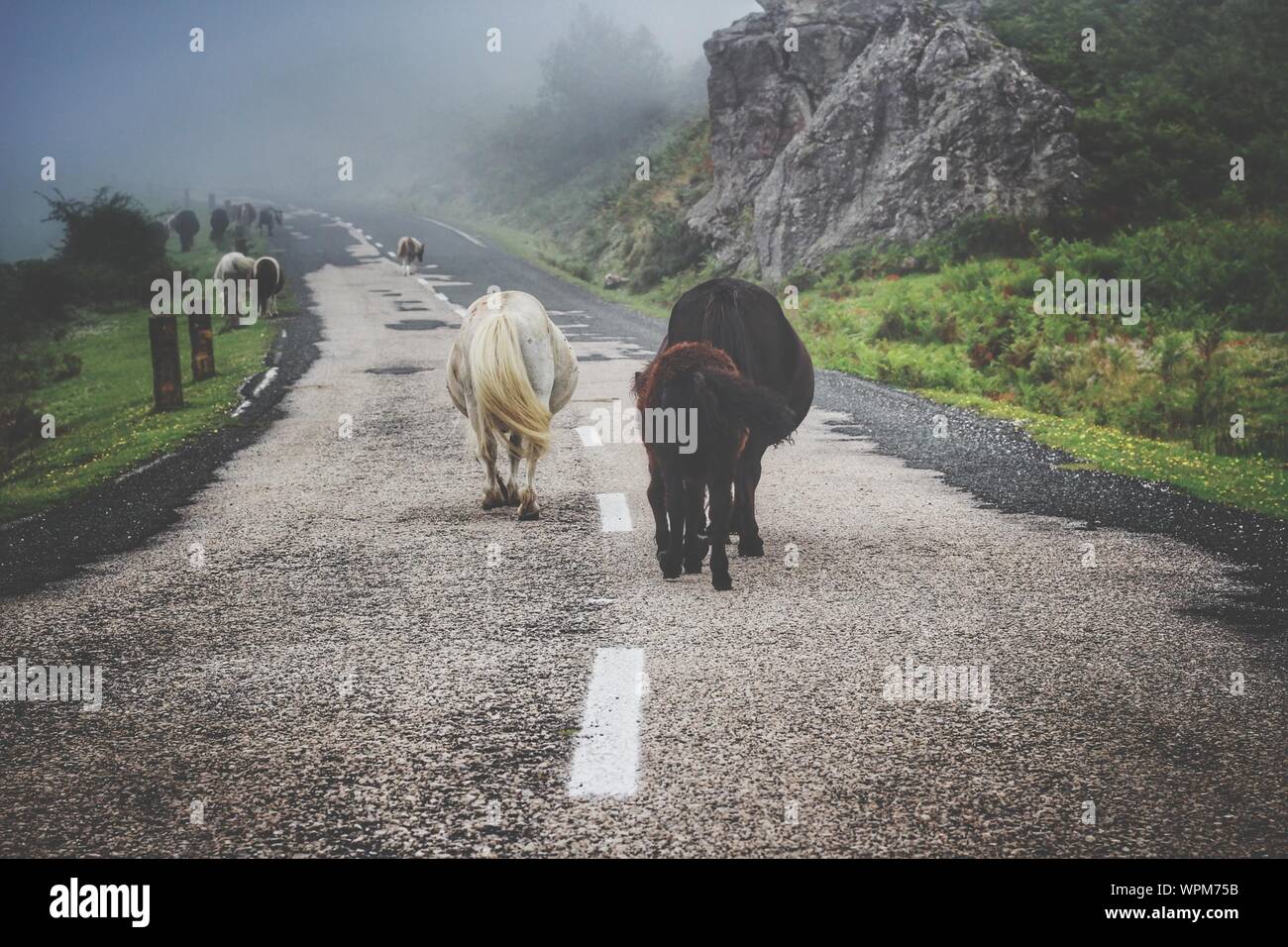 Animals by the road hi-res stock photography and images - Alamy