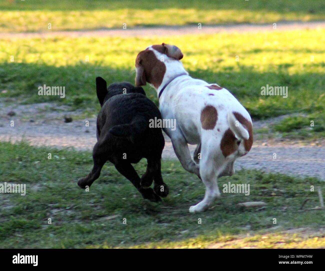 Two running dogs hi-res stock photography and images - Alamy