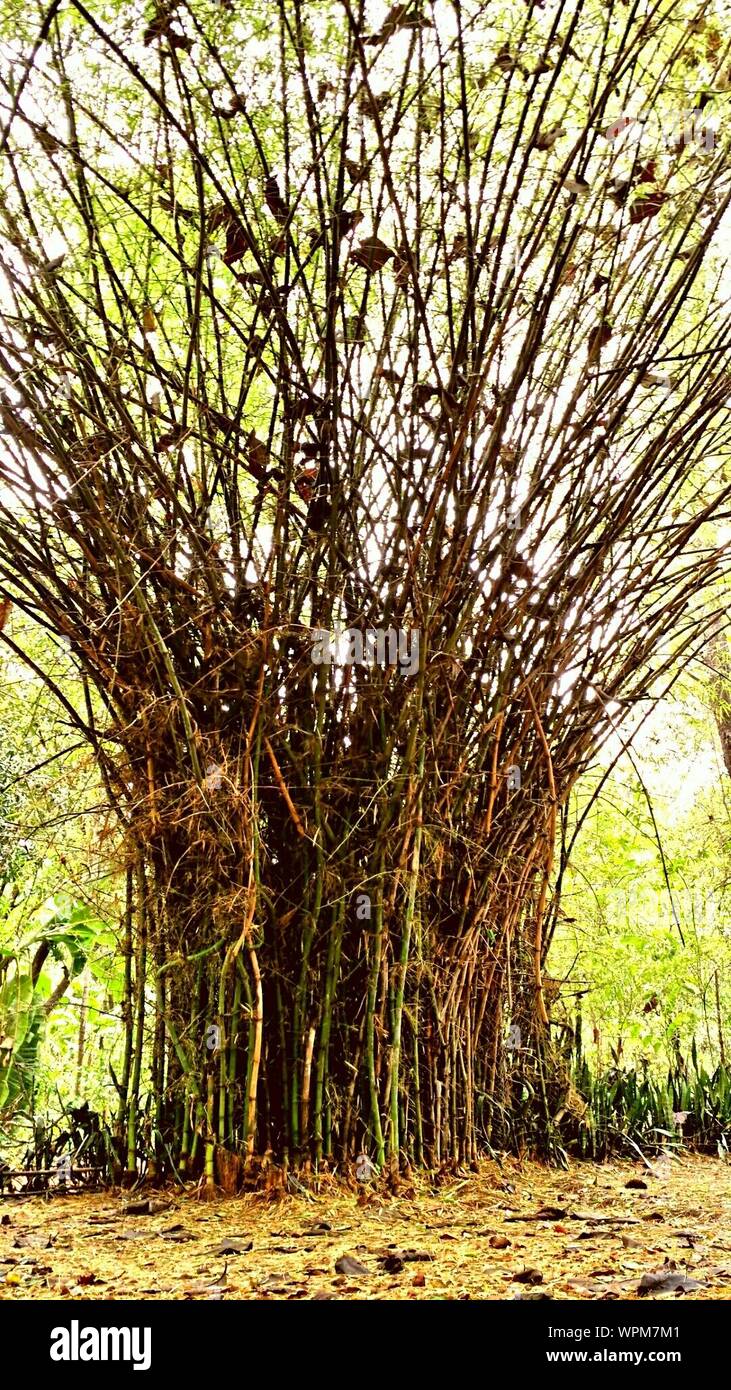 Bush tall hi-res stock photography and images - Alamy