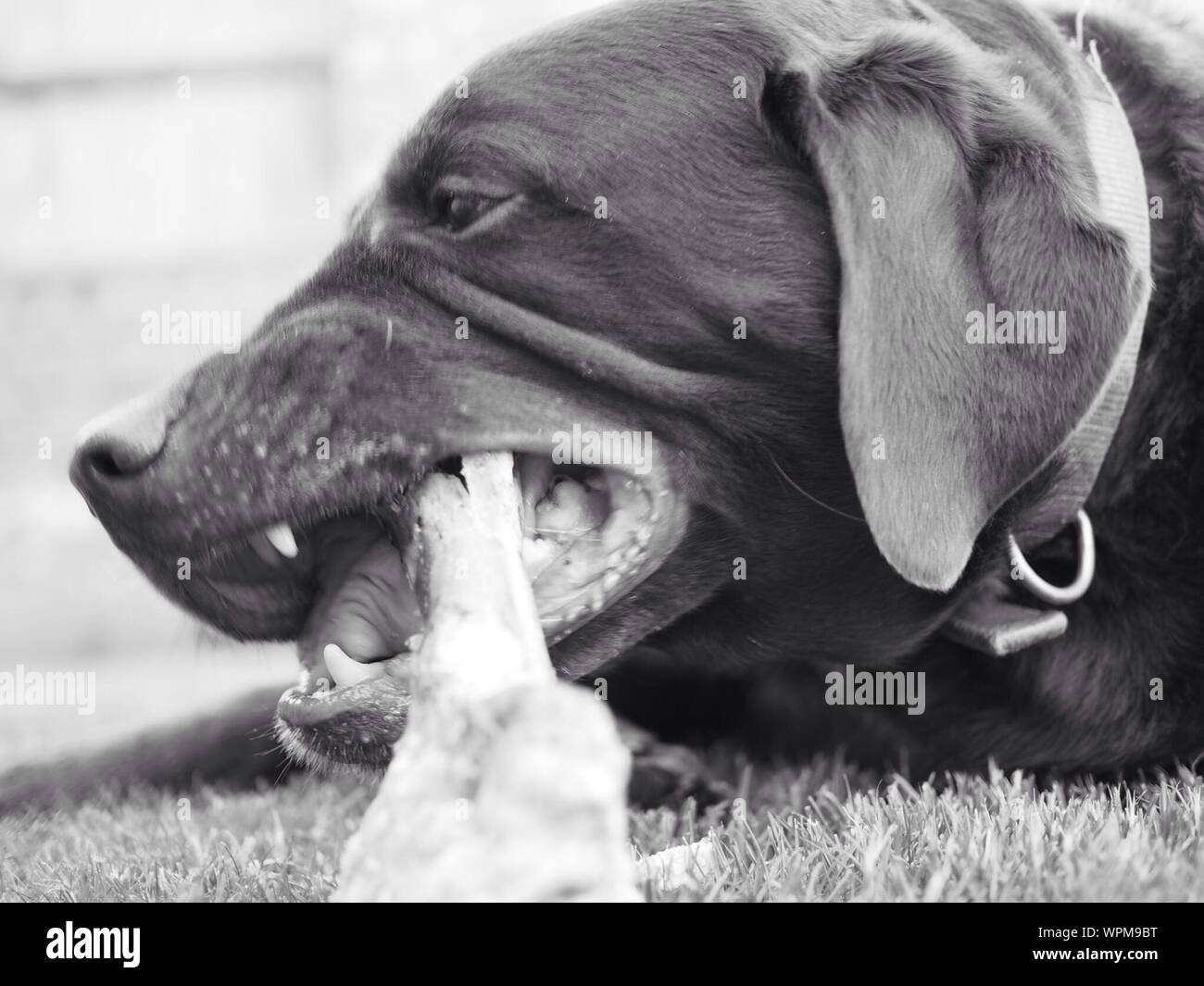 Dog Biting Bone High Resolution Stock Photography and Images - Alamy