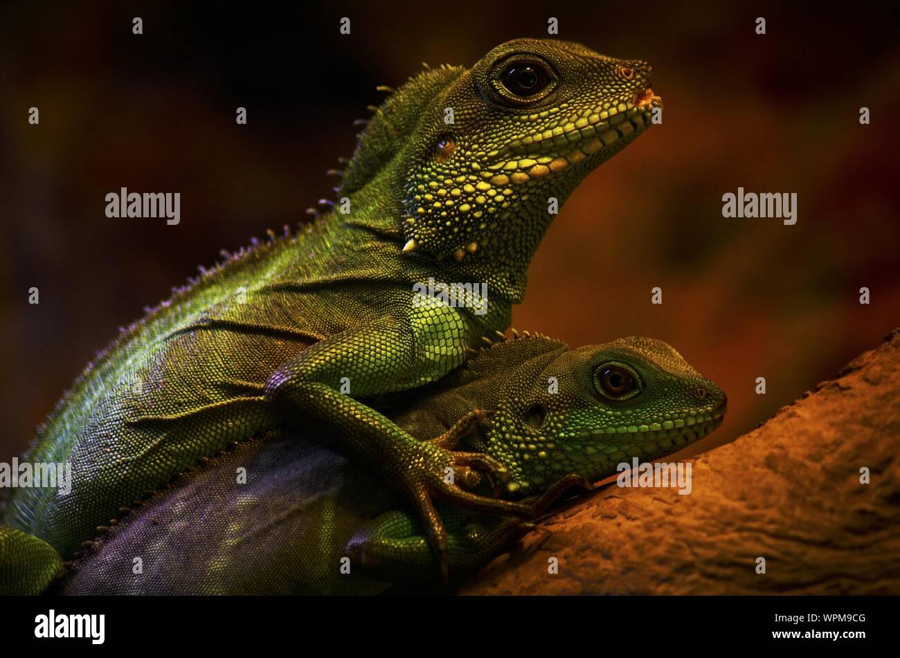 Mating Lizards High Resolution Stock Photography and Images - Alamy