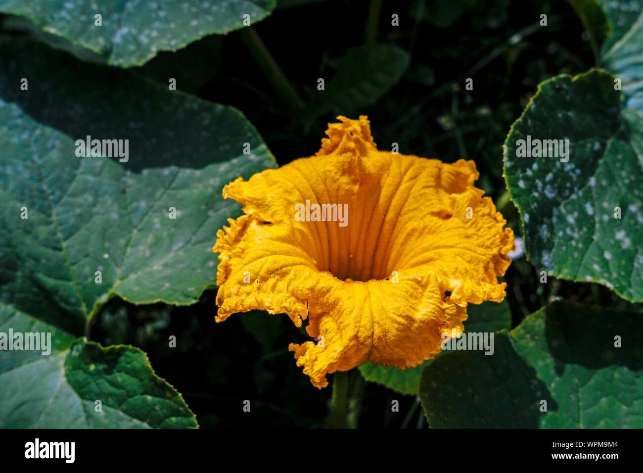 Red kuri squash flower Stock Photo - Alamy