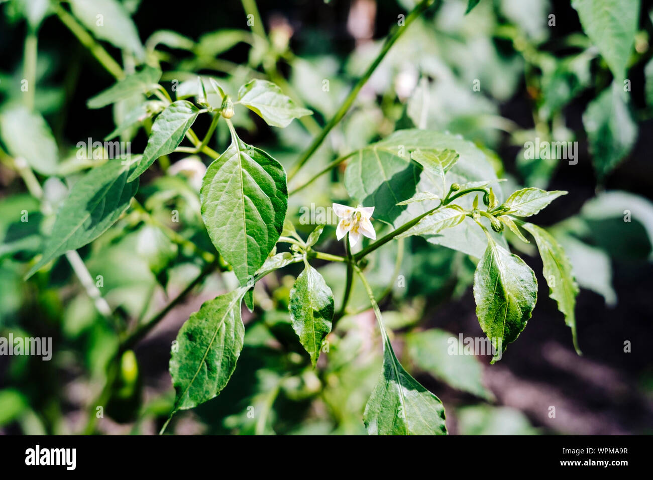 Wax pepper plant (Capsicum annuum) in bloom Stock Photo - Alamy