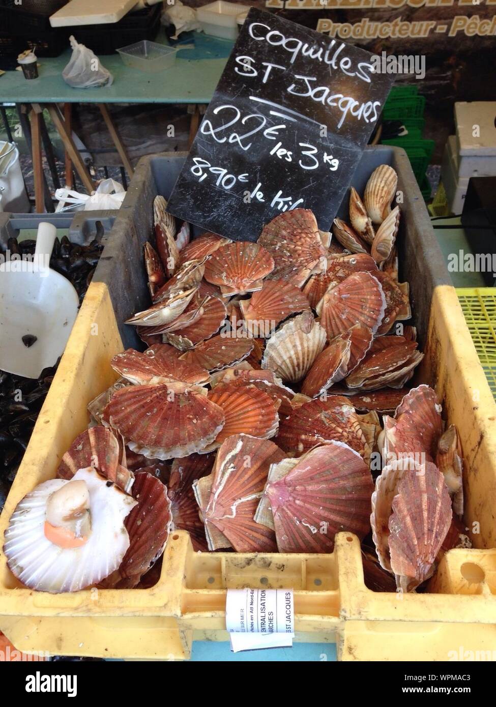 Display sale shells hi-res stock photography and images - Alamy