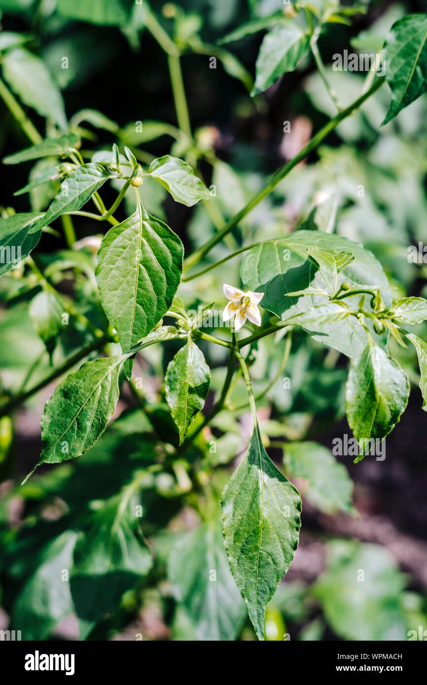 Capsicum bloom hi-res stock photography and images - Alamy