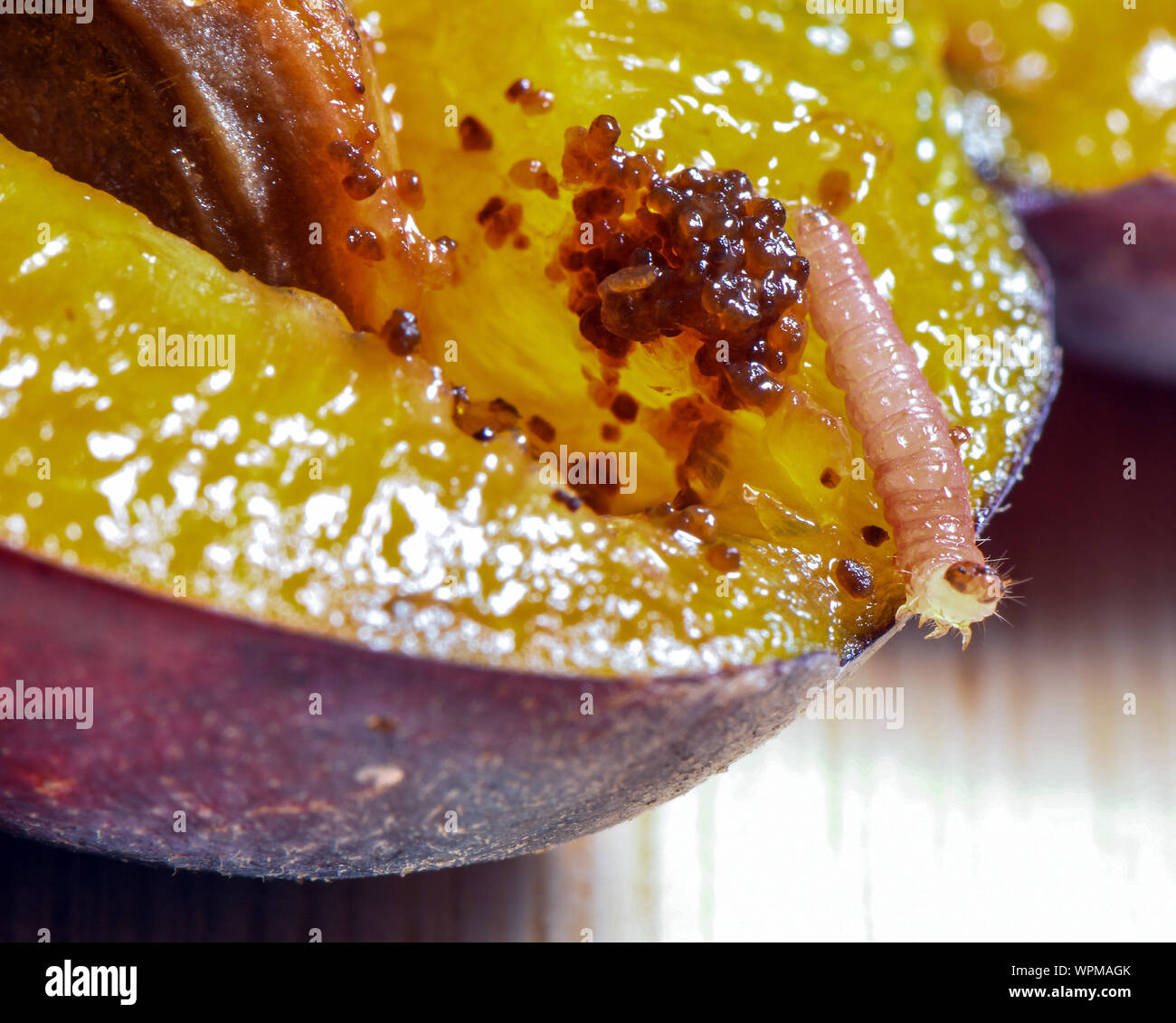 Plum fruit moth caterpillar hi-res stock photography and images - Alamy